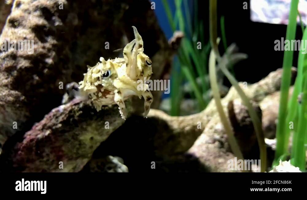 A close-up video of a dwarf cuttlefish swimming underwater in an ...
