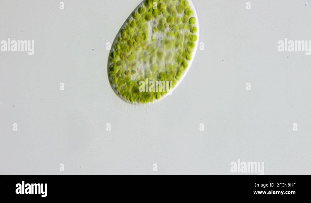 real life micro organism under a microscope Stock Video Footage - Alamy