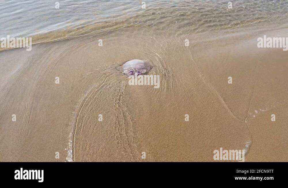 Jellyfish in the sand of the beach Stock Videos & Footage - HD and 4K ...