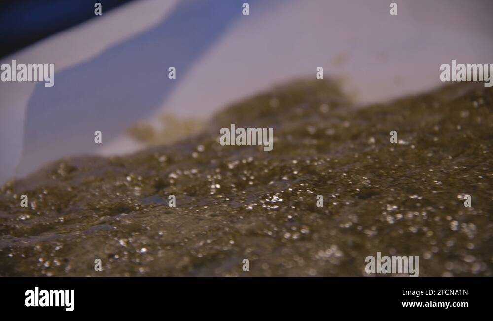 Tar weed Stock Videos & Footage - HD and 4K Video Clips - Alamy