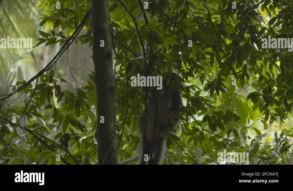 A monkey climbing the branches of a tree in the jungle Stock Video ...