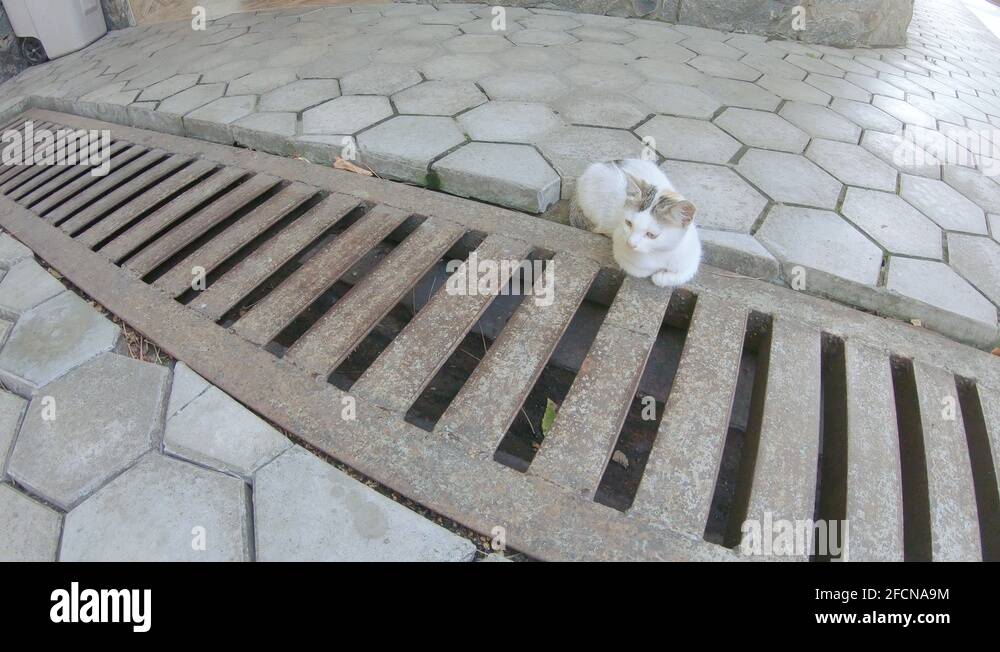 Cat in the drain Stock Videos & Footage - HD and 4K Video Clips - Alamy