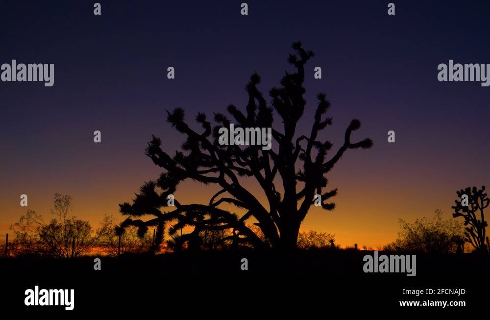 Mojave yucca trees Stock Videos & Footage - HD and 4K Video Clips - Alamy