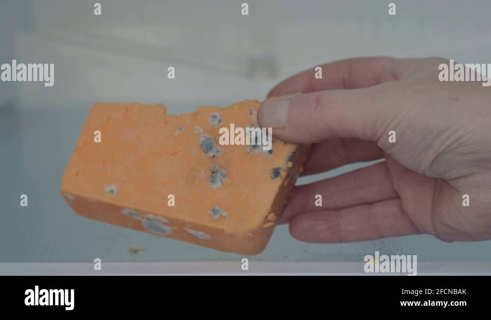 Rotten cheese Stock Videos & Footage - HD and 4K Video Clips - Alamy