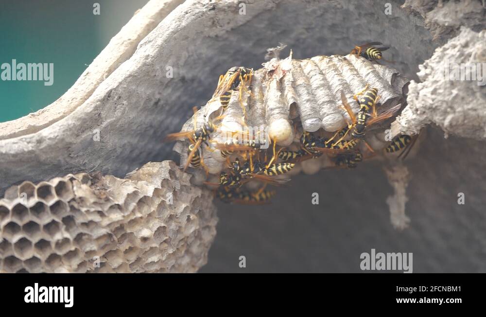 wasps under the roof lifestyle of the house pests. wasps nest. wild ...