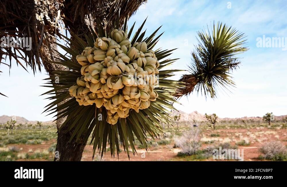 Joshua tree flower Stock Videos & Footage - HD and 4K Video Clips - Alamy