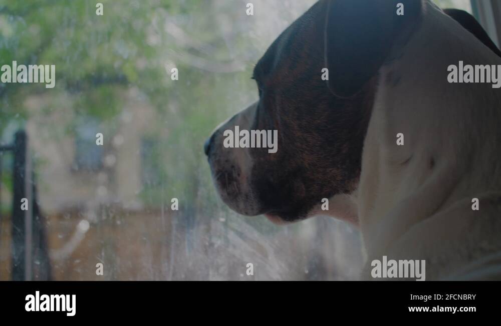 Dog looks out the window Stock Video Footage - Alamy
