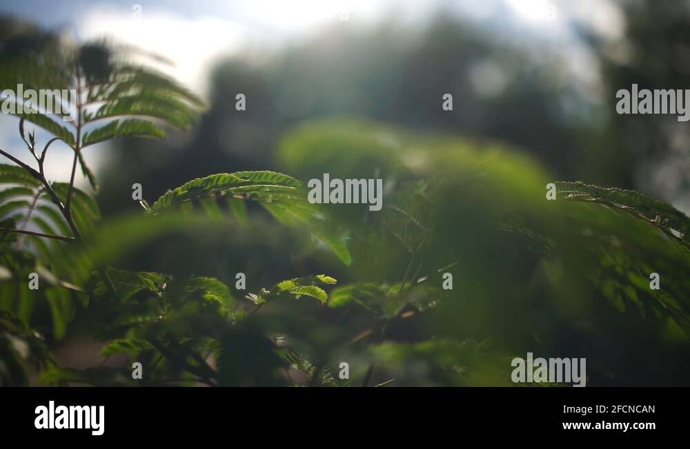 Photosynthesis a Stock Videos & Footage - HD and 4K Video Clips - Alamy