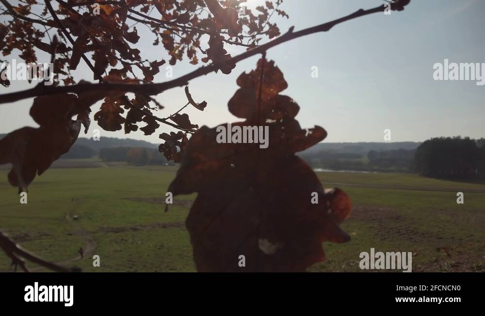 White oak leaf fall color Stock Videos & Footage - HD and 4K Video ...