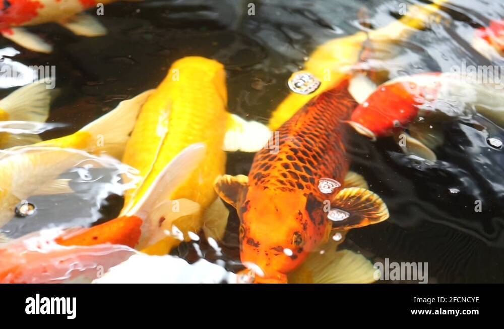 Amur carp fish Stock Videos & Footage - HD and 4K Video Clips - Alamy