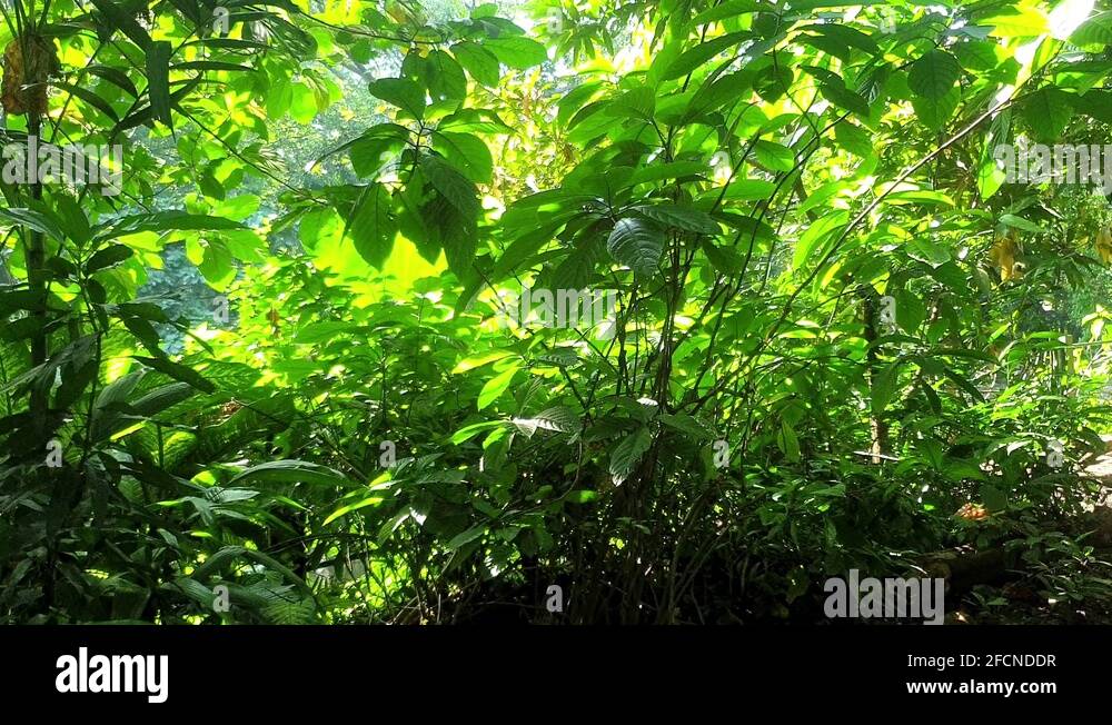 Different shades of green in nature Stock Videos & Footage - HD and 4K ...