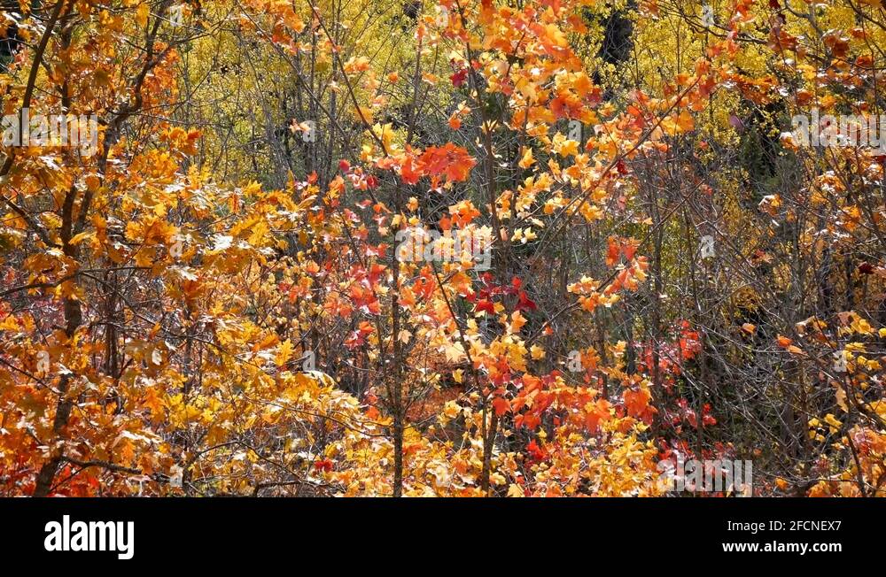Orange and red tree Stock Videos & Footage - HD and 4K Video Clips - Alamy
