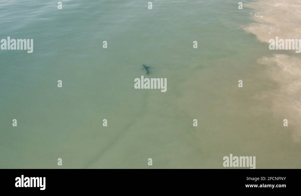 Shark waves Stock Videos & Footage - HD and 4K Video Clips - Alamy