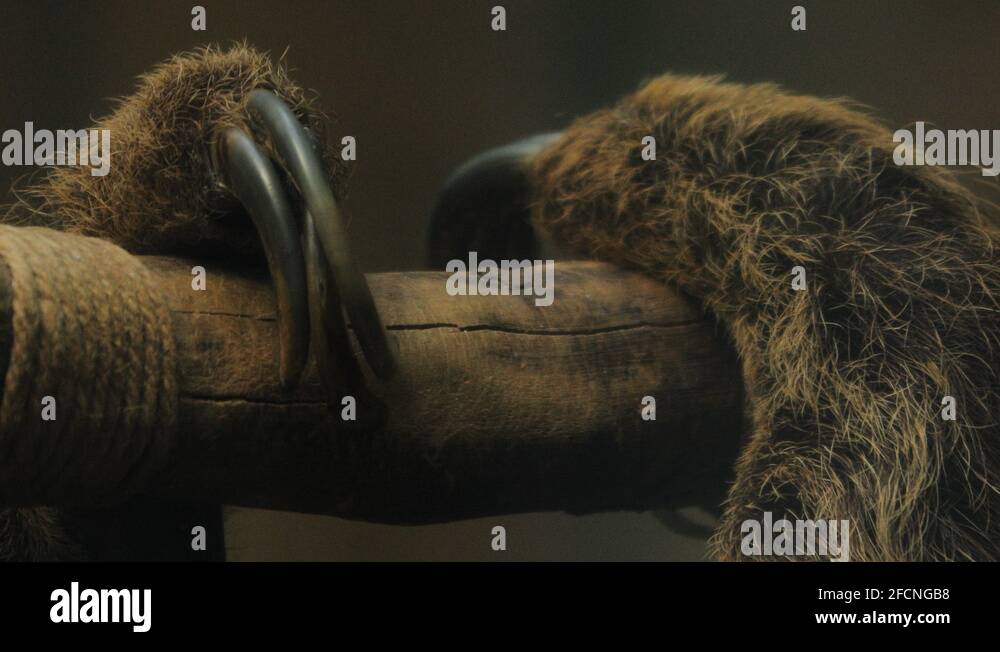 Hanging by arms Stock Videos & Footage - HD and 4K Video Clips - Alamy