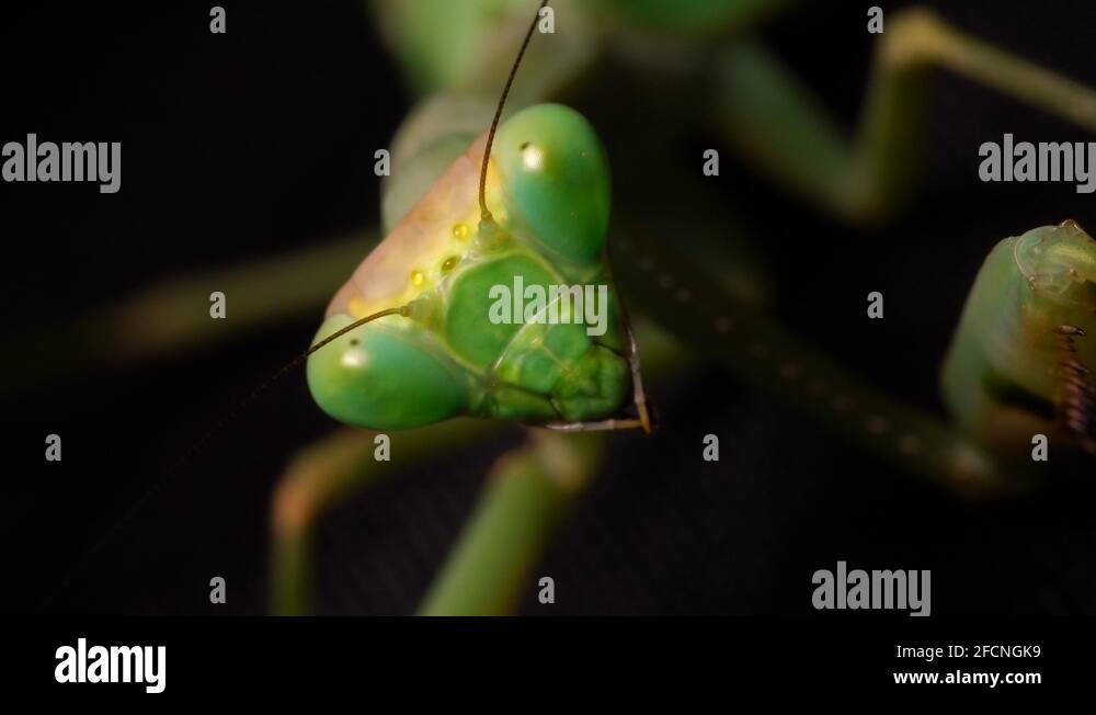 Praying mantis face Stock Videos & Footage - HD and 4K Video Clips - Alamy