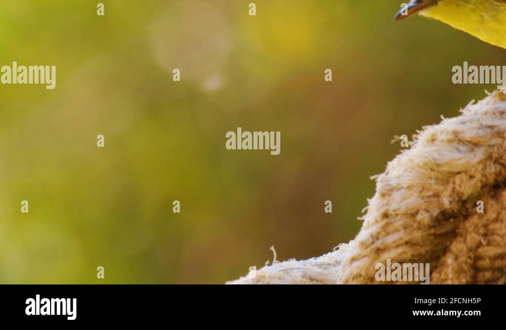 Flying yellow bird Stock Videos & Footage - HD and 4K Video Clips - Alamy