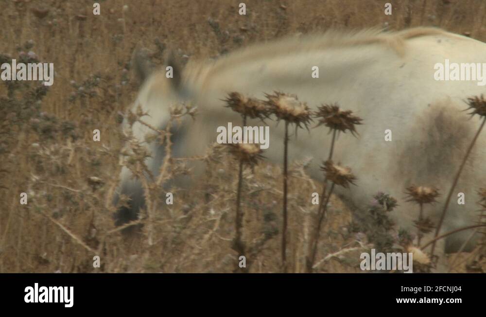 Horse Stock Videos & Footage - HD and 4K Video Clips - Alamy