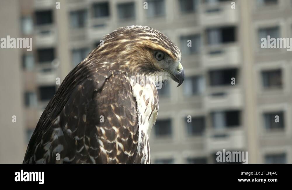 Jamaicensis Stock Videos & Footage - HD and 4K Video Clips - Alamy