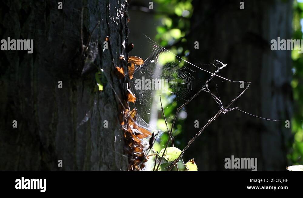 Web Stock Videos & Footage - HD and 4K Video Clips - Alamy