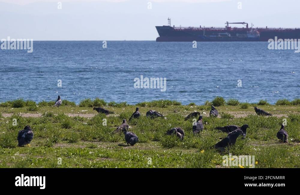 Marmara area Stock Videos & Footage - HD and 4K Video Clips - Alamy