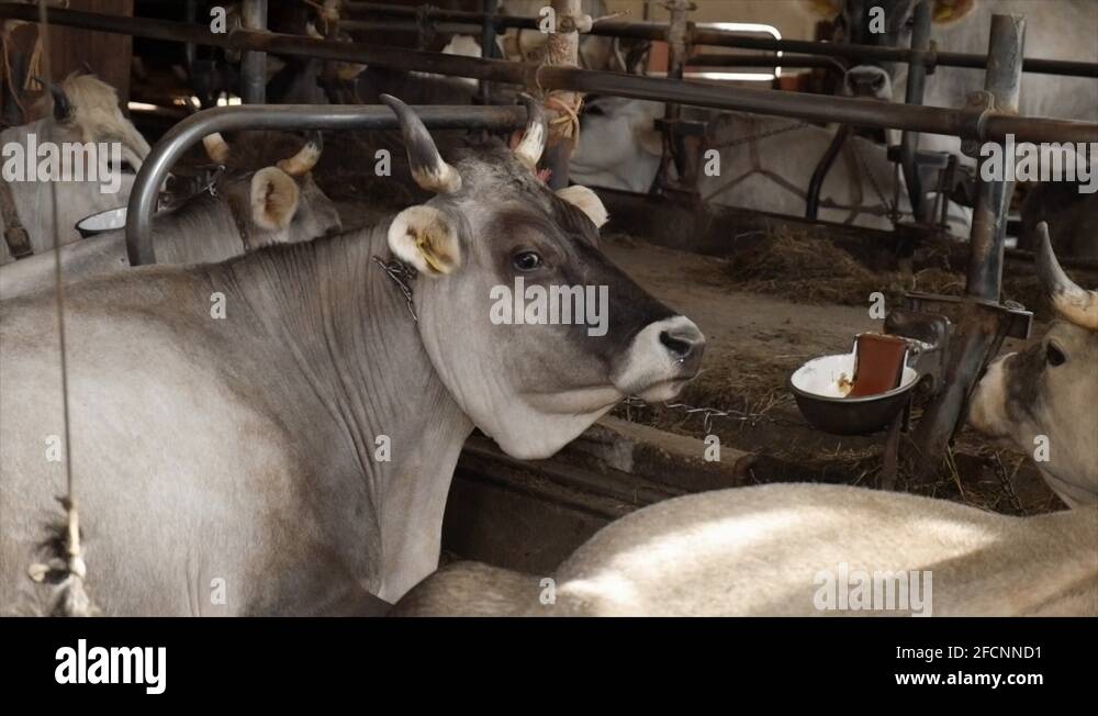 Factory farming cows Stock Videos & Footage - HD and 4K Video Clips - Alamy