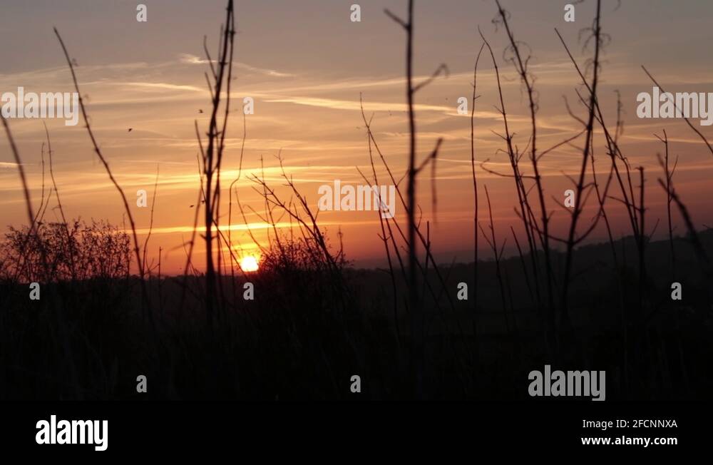 Amber grass Stock Videos & Footage - HD and 4K Video Clips - Alamy