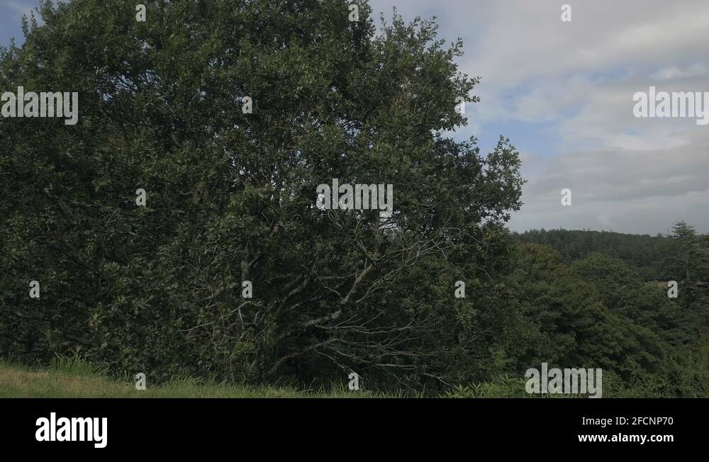 Strong tree Stock Videos & Footage - HD and 4K Video Clips - Alamy