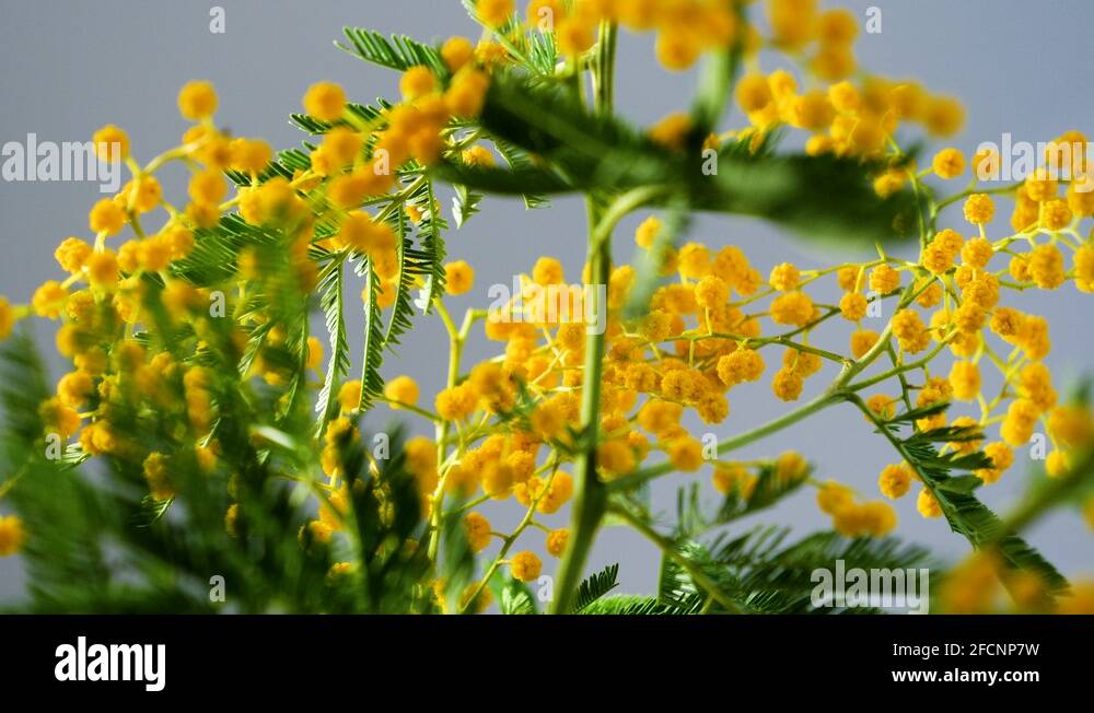 Mimosa acacia dealbata flowers Stock Videos & Footage - HD and 4K Video ...
