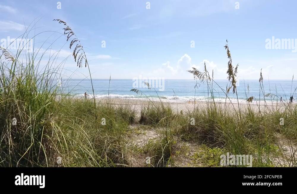Florida beach sand dunes grass Stock Videos & Footage - HD and 4K Video ...