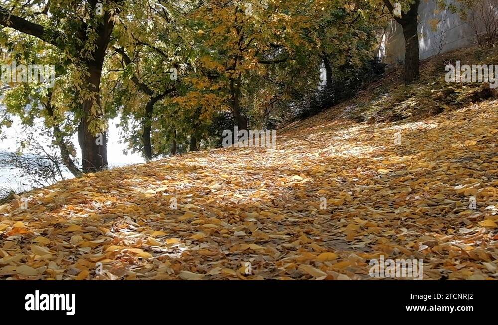 Autumn leaves falling from trees Stock Videos & Footage - HD and 4K ...