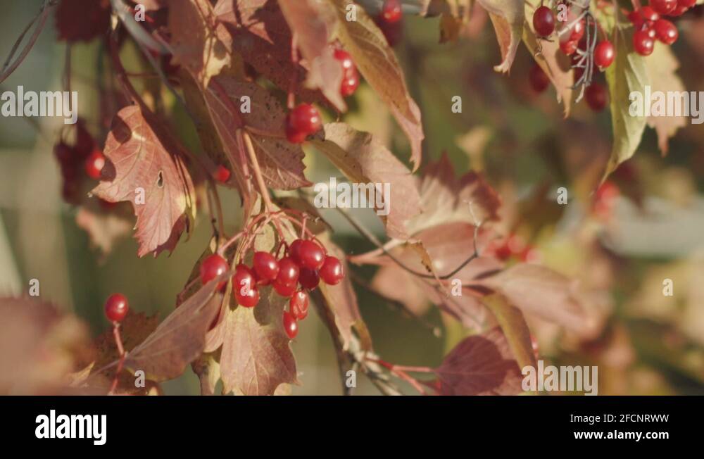 Hanging berries Stock Videos & Footage - HD and 4K Video Clips - Alamy
