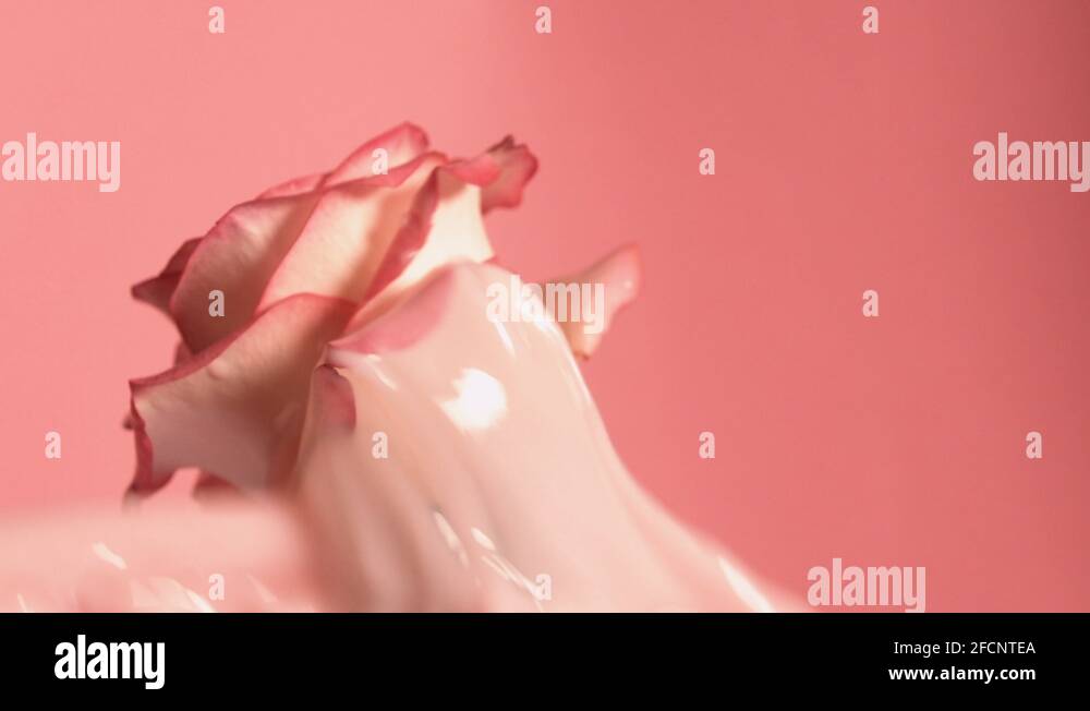 Rose coloured flower Stock Videos & Footage - HD and 4K Video Clips - Alamy