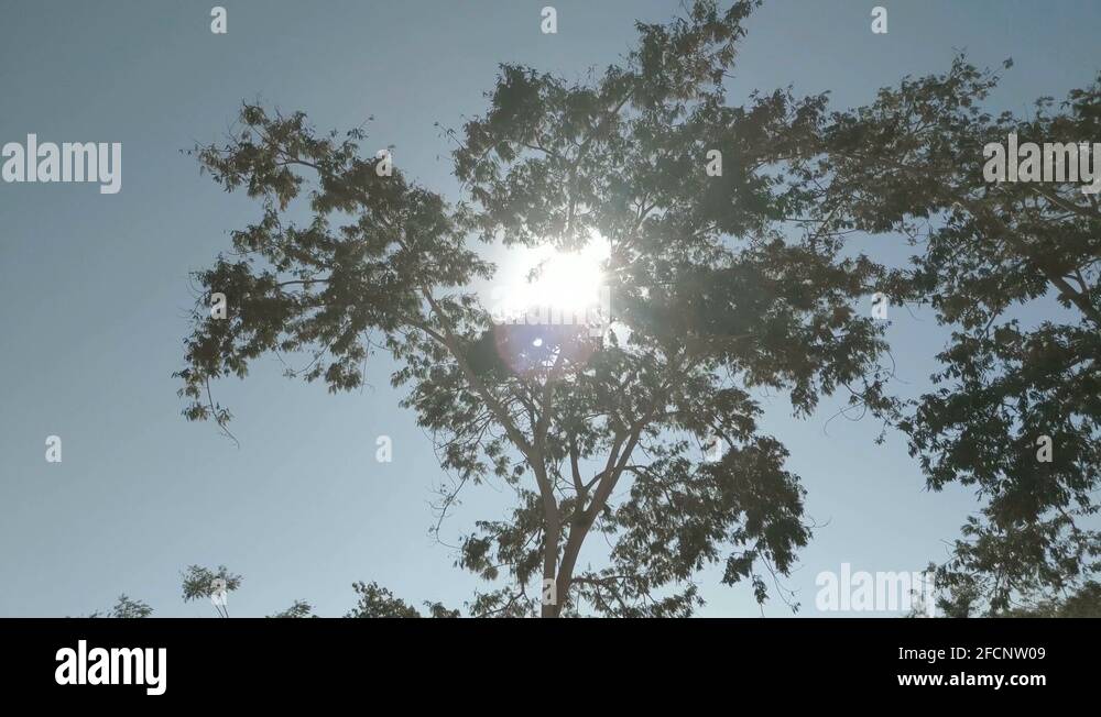 Sun behind the tree Stock Videos & Footage - HD and 4K Video Clips - Alamy