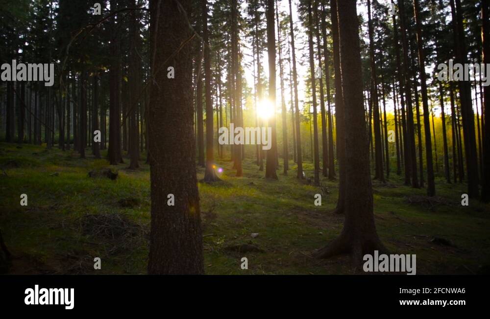 Backlit tree trunks Stock Videos & Footage - HD and 4K Video Clips - Alamy