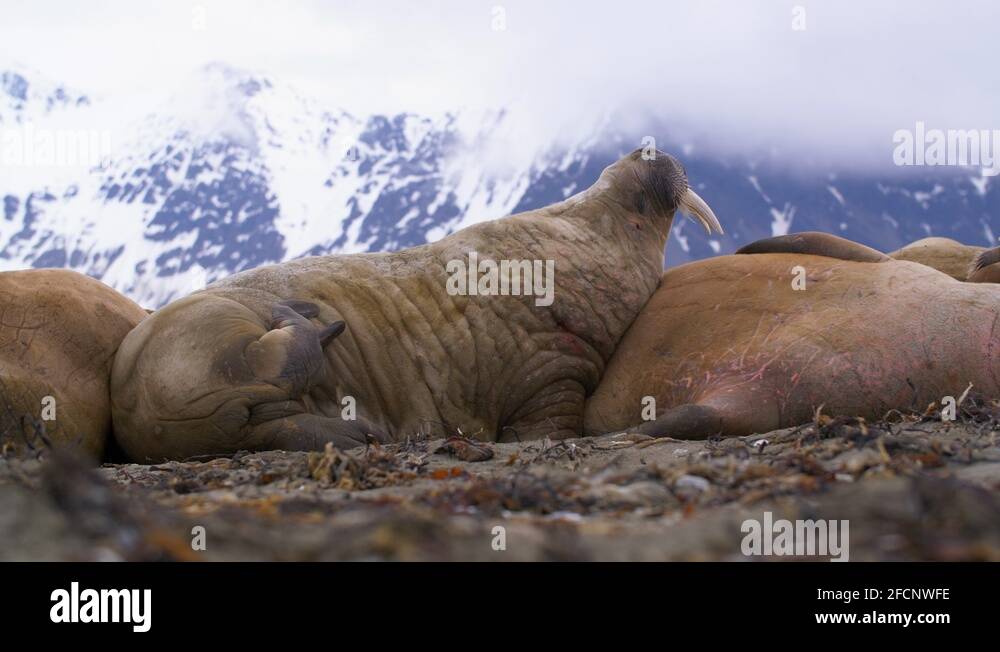 Walrus Lie on Beach Sleeping and Scratching. Herd Filmed in Natural ...