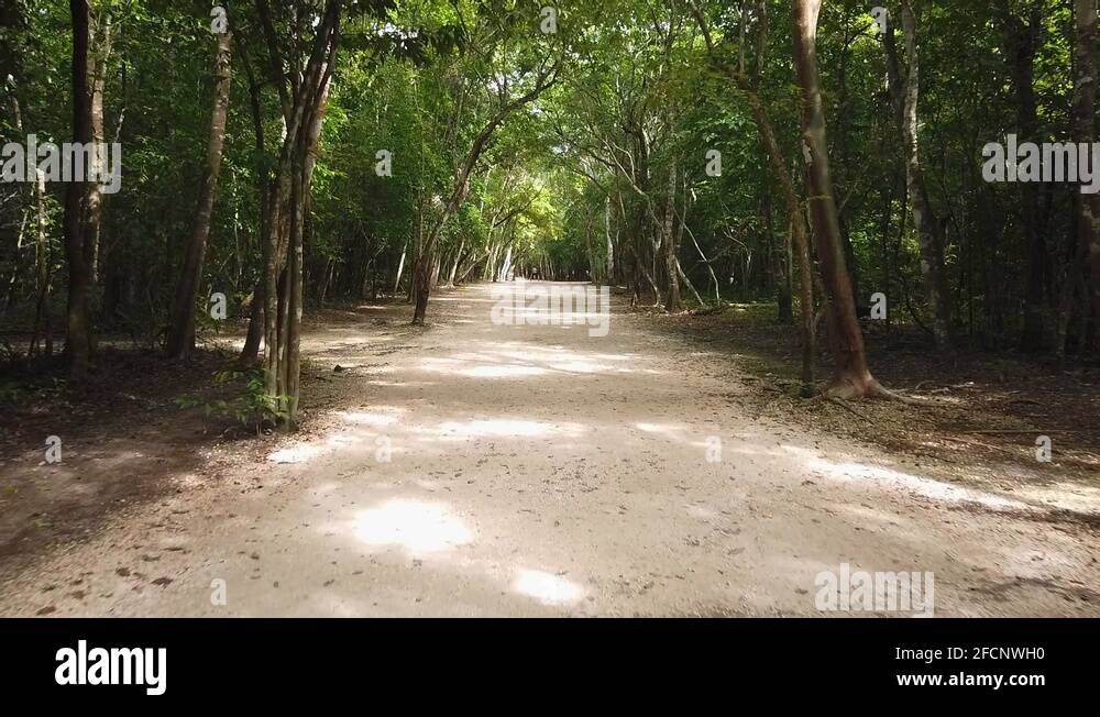 Clean jungle Stock Videos & Footage - HD and 4K Video Clips - Alamy