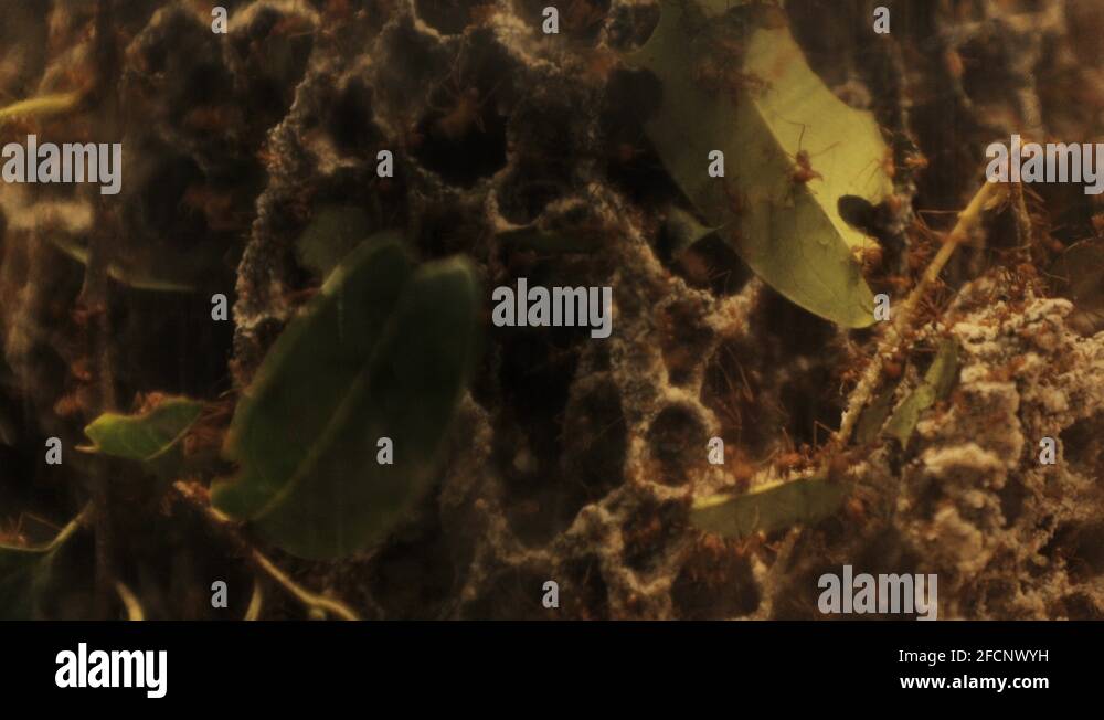 Full chamber Stock Videos & Footage - HD and 4K Video Clips - Alamy