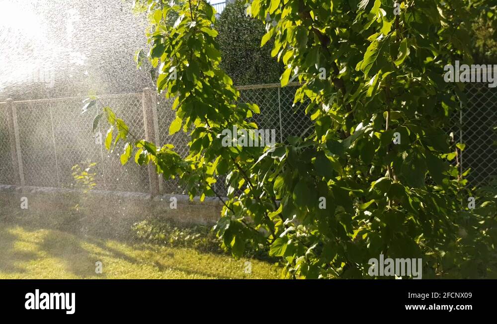 Watering fruit tree Stock Videos & Footage - HD and 4K Video Clips - Alamy