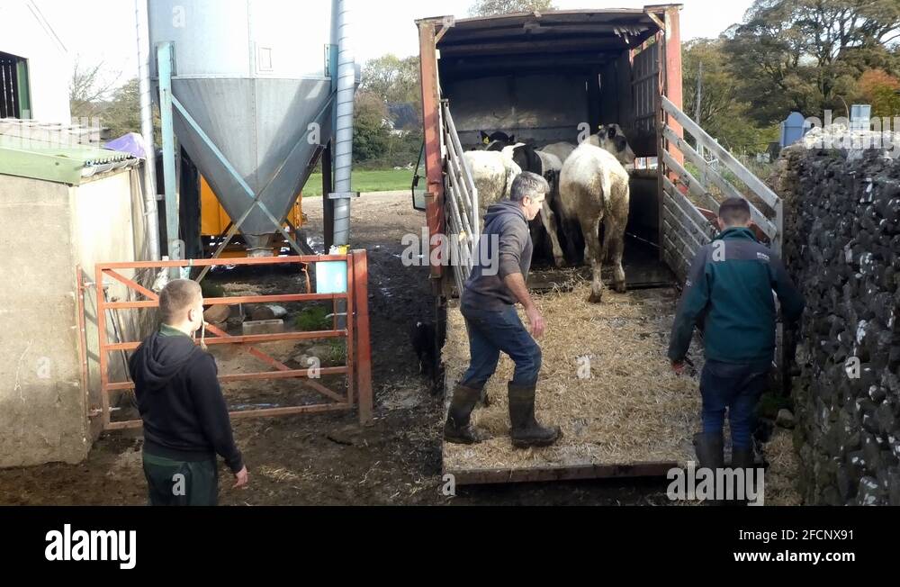 Farmer closing truck gate loading cow cattle onto back of transport ...