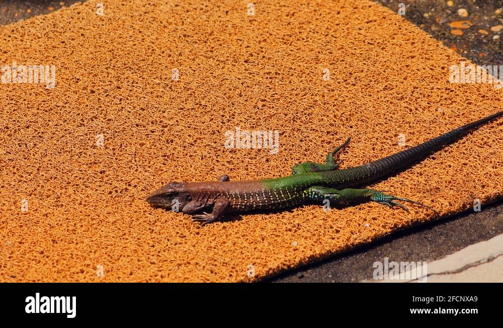 Lizards in rainforest Stock Videos & Footage - HD and 4K Video Clips ...