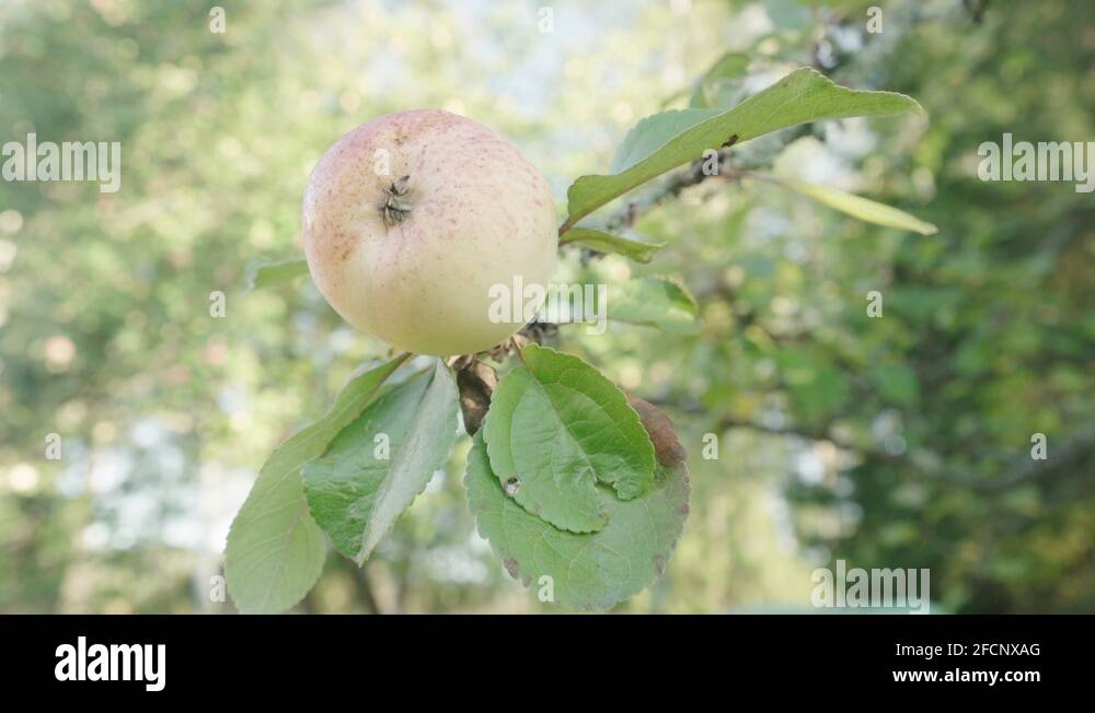 Japan apple tree Stock Videos & Footage - HD and 4K Video Clips - Alamy