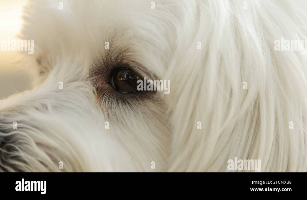 Maltese face Stock Videos & Footage - HD and 4K Video Clips - Alamy