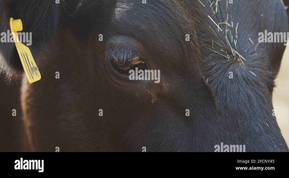 Cow fly Stock Videos & Footage - HD and 4K Video Clips - Alamy