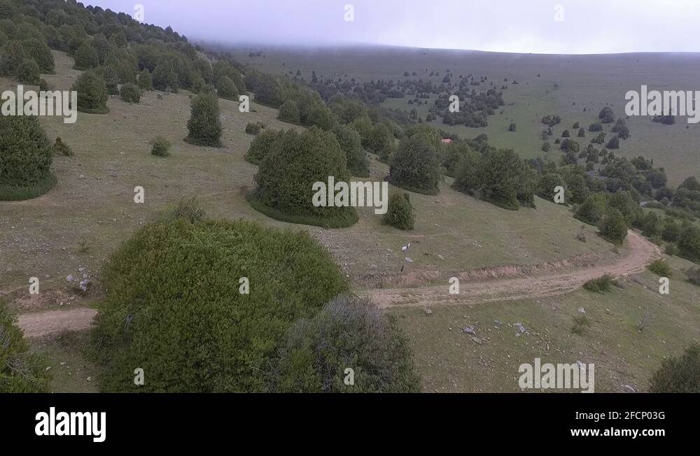 Holly trees Stock Videos & Footage - HD and 4K Video Clips - Alamy