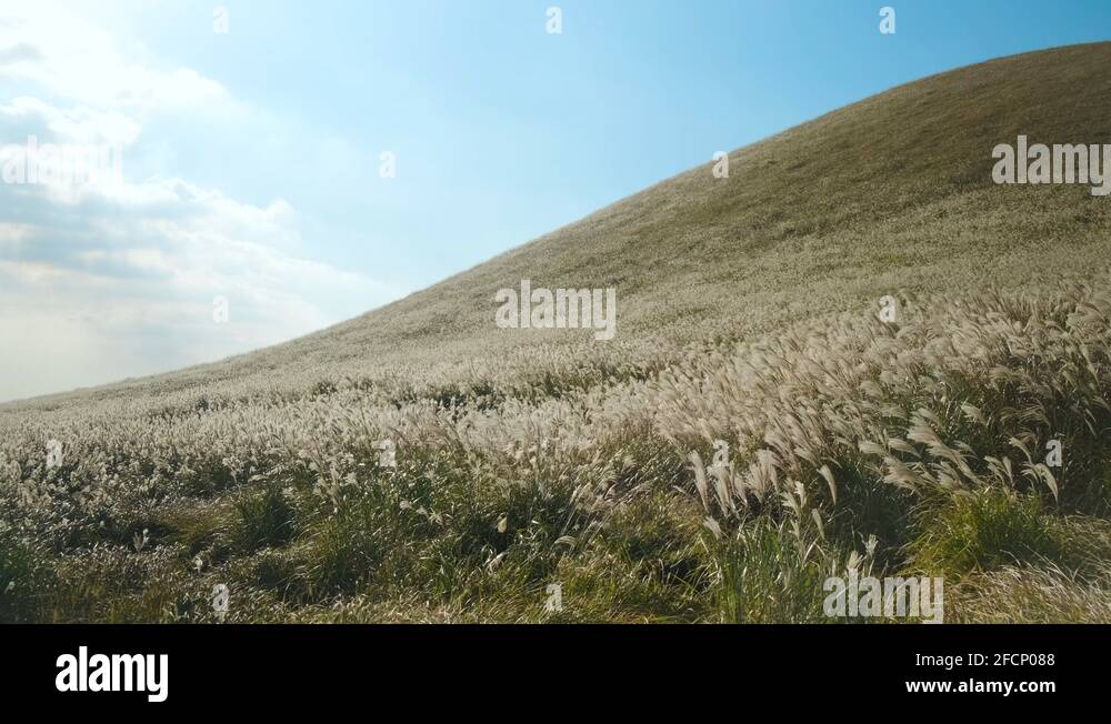 Reeds and mountains Stock Videos & Footage - HD and 4K Video Clips - Alamy