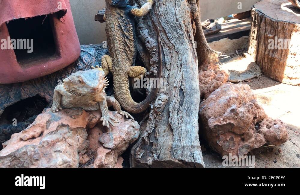 Air worm Stock Videos & Footage - HD and 4K Video Clips - Alamy