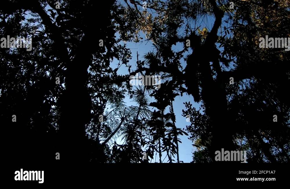 Peruvian trees Stock Videos & Footage - HD and 4K Video Clips - Alamy