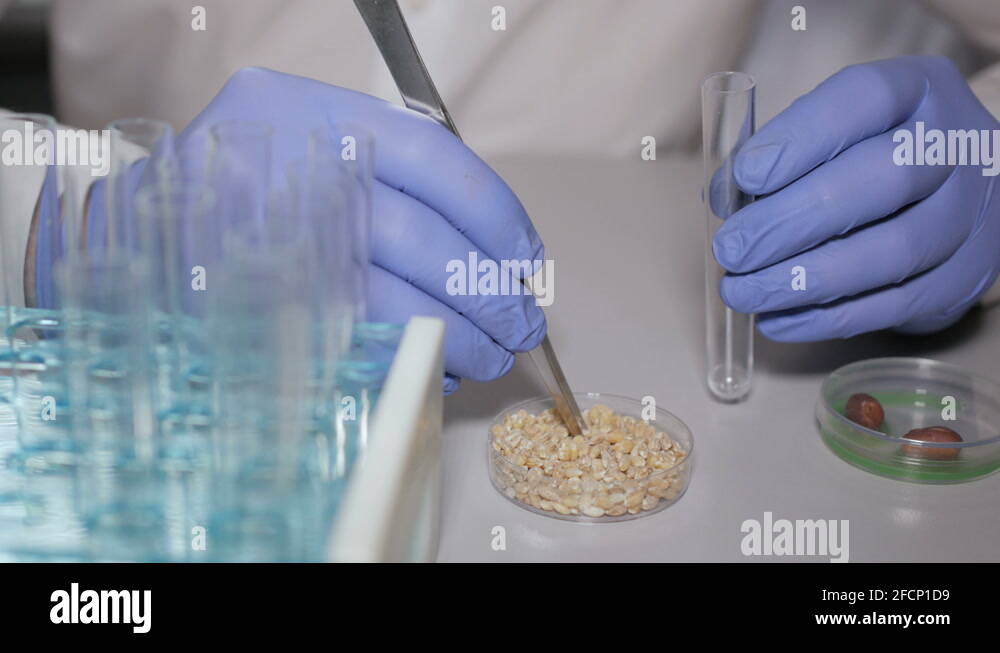 Wheat experiment Stock Videos & Footage - HD and 4K Video Clips - Alamy