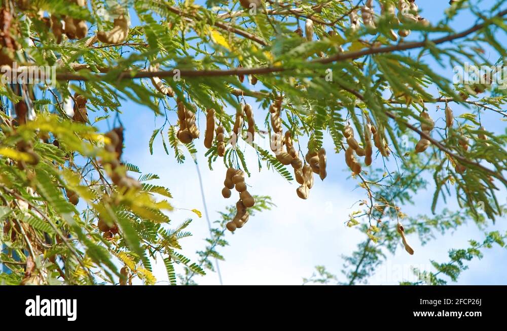 Branches of sweet tamarind leaves Stock Videos & Footage - HD and 4K ...