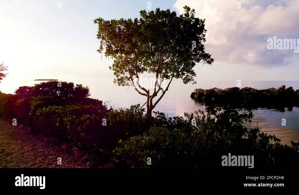 Ocean tree tree biology Stock Videos & Footage - HD and 4K Video Clips ...